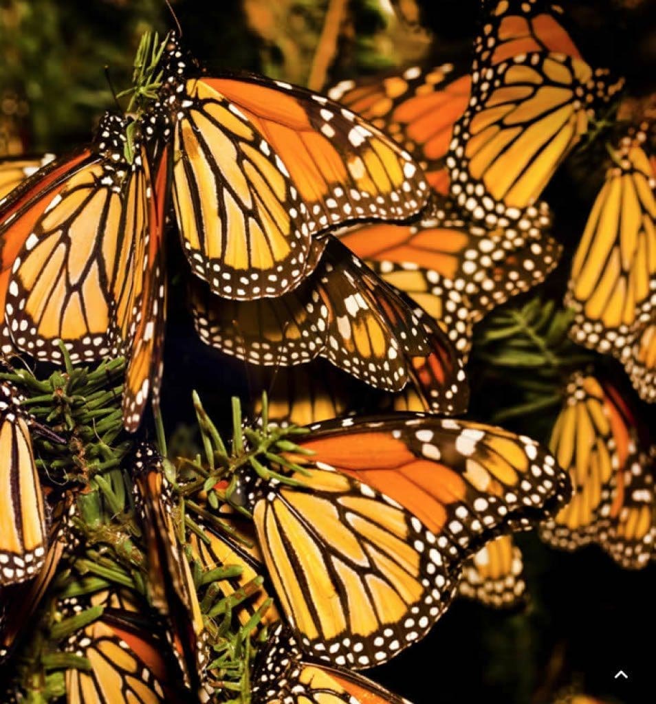 'Out & About' - Butterfly Wonderland · Unity of Phoenix Spiritual Center